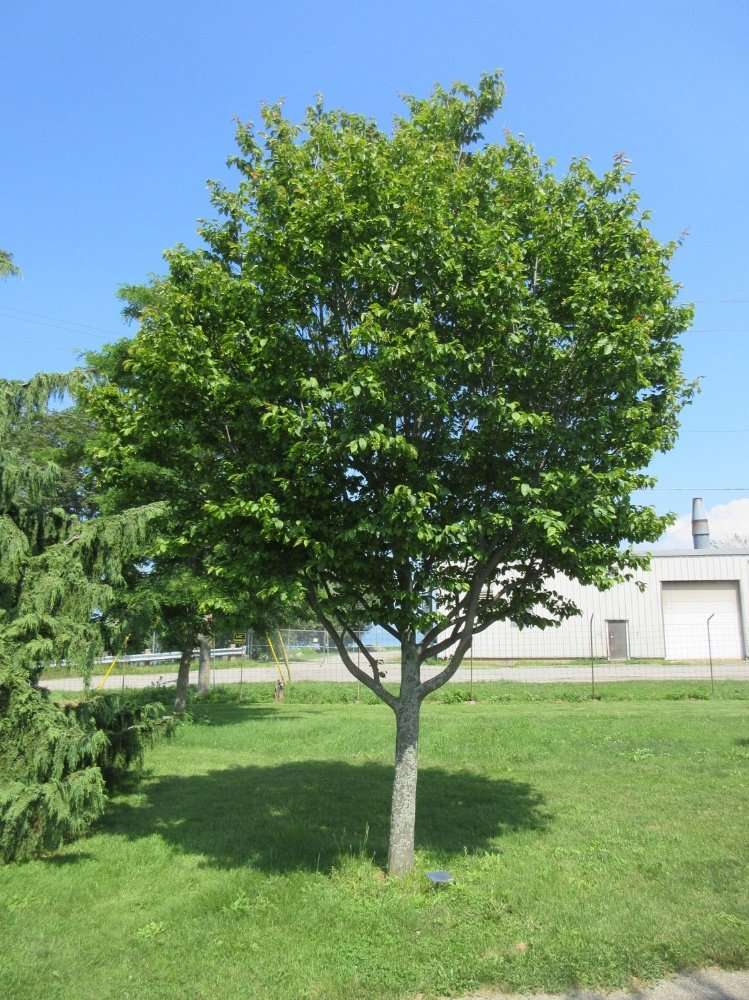 Best Trees for Small yard in Toronto Ontario