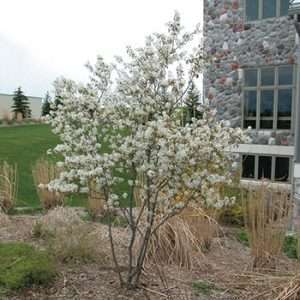 Best Trees for Small yard in Toronto Ontario