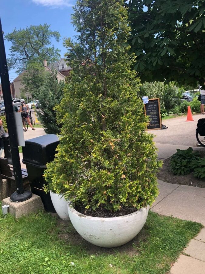 Best Container Trees For Your Toronto Garden