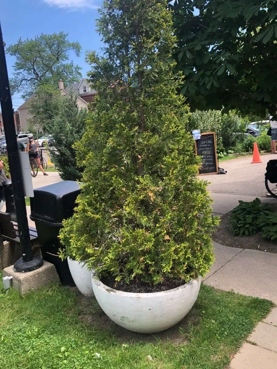 Trees to Plant in Containers • Vista Tree Management