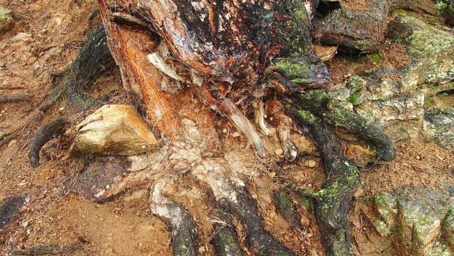 Understanding Phytophthora Root Rot: Causes And Treatments