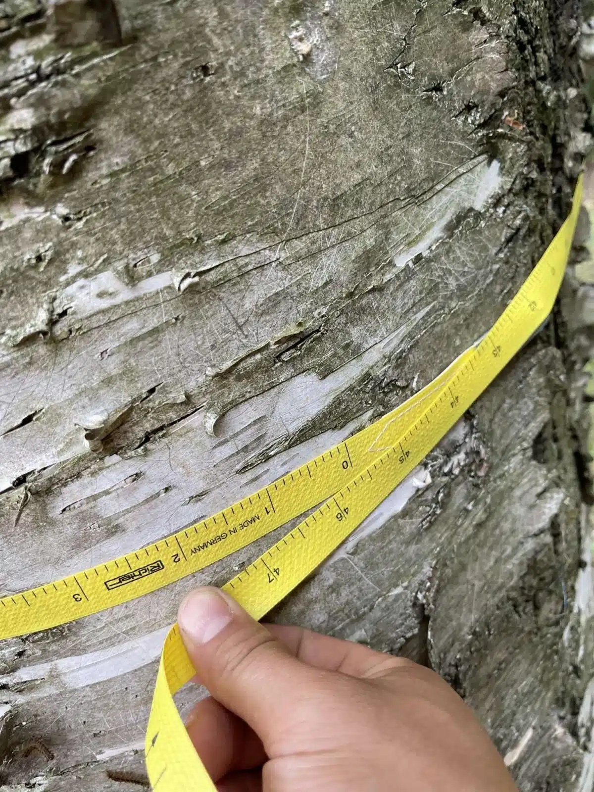 When Do You Need a Tree Inspection Report? Part 2 • Vista Tree