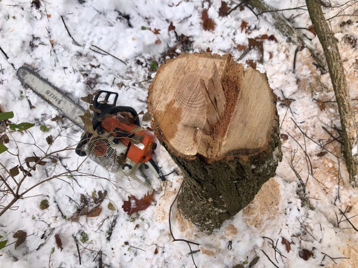 Why Choose Winter Tree Work? • Vista Tree Management