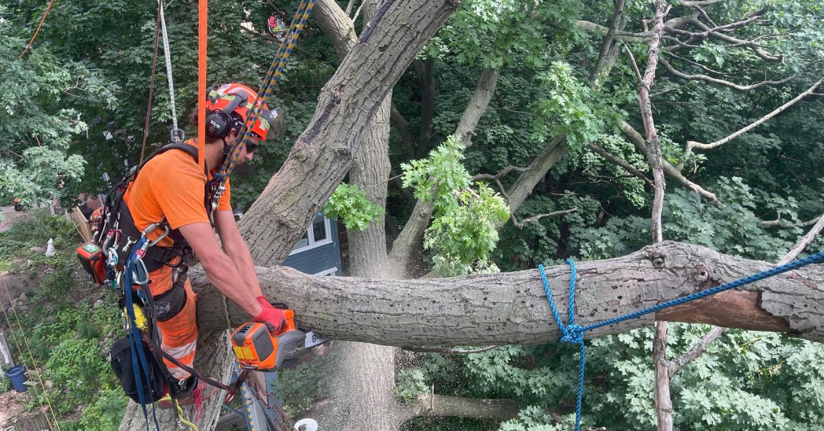 Toronto Tree Service - Vista Tree Management - Certified Arborists
