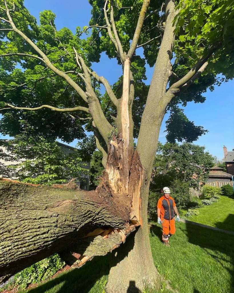 What to Do When... My Neighbour's Tree Fell on House