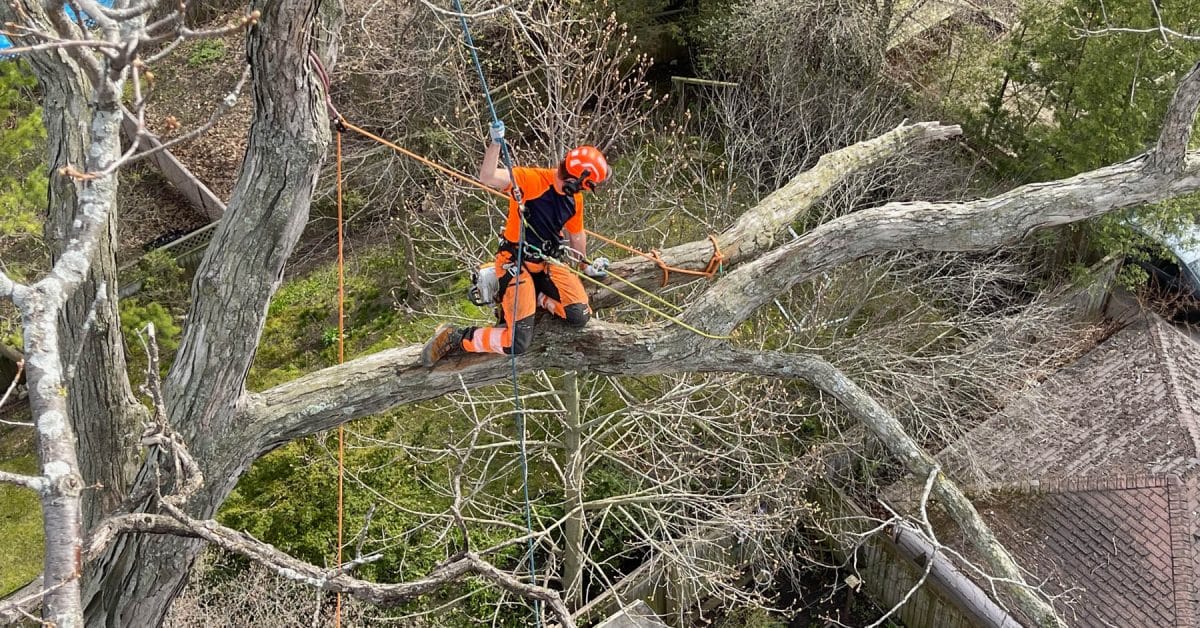 Should you cut dead branches from a tree?