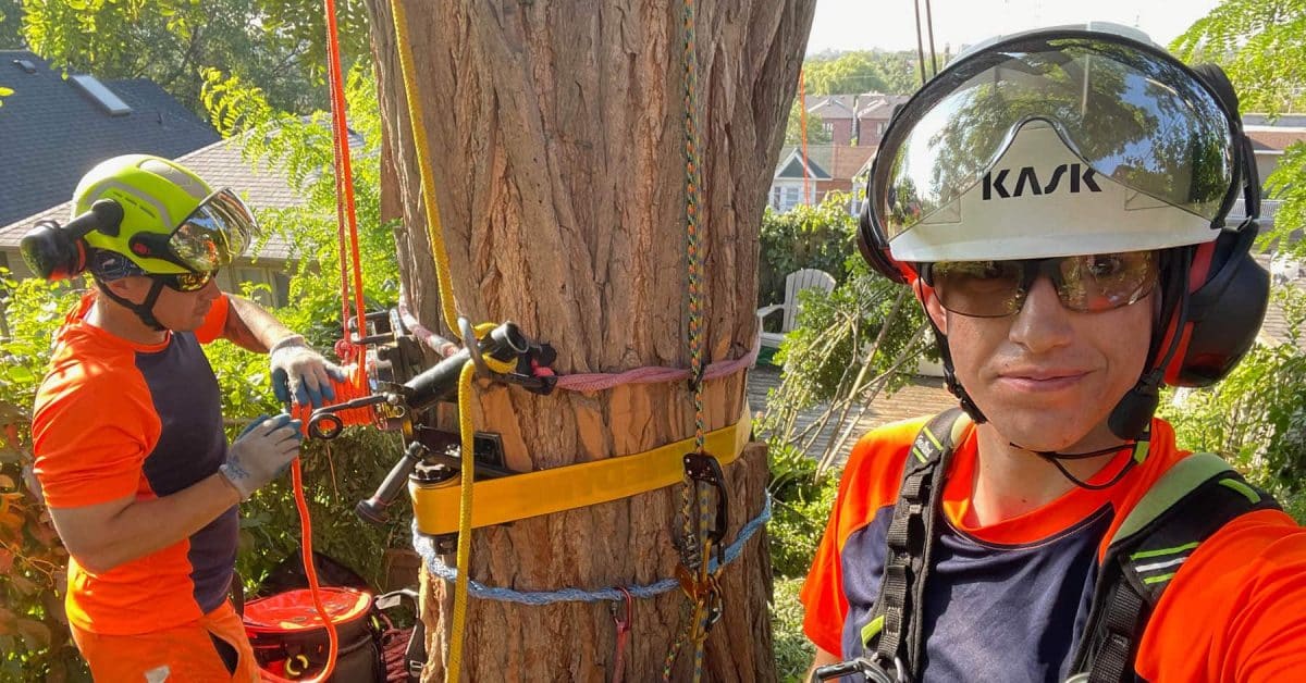 Invasive Trees in Ontario