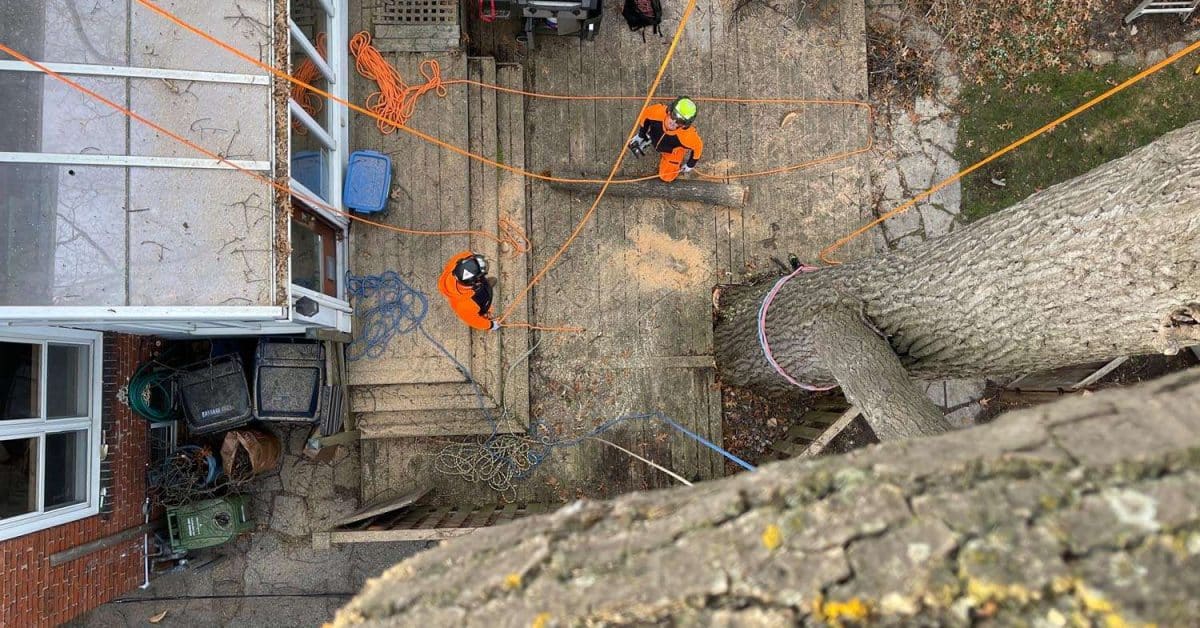 What to Do When... My Neighbour's Tree Fell on House