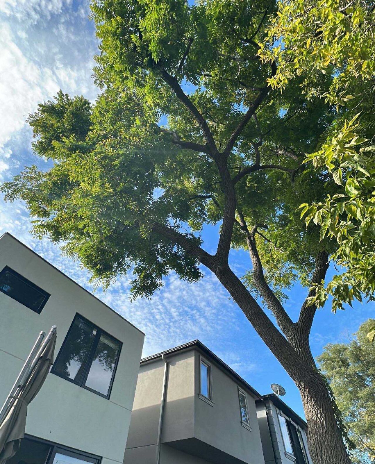 Should You Cut Dead Branches From a Tree? • Vista Tree