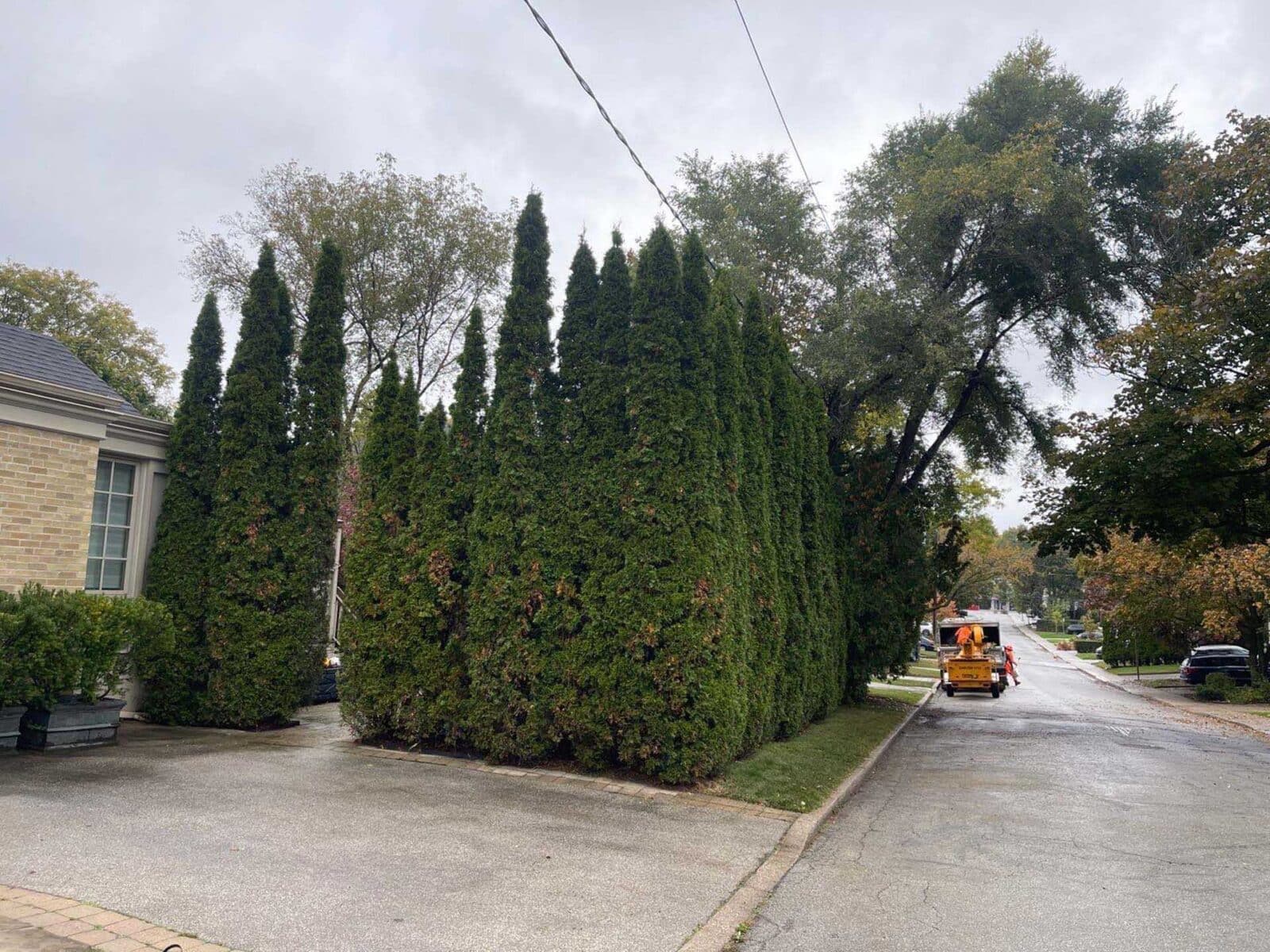 Quick Hedge Trimming FAQ for You • Vista Tree Management