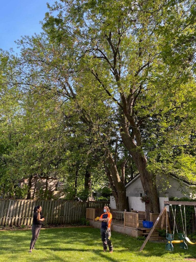 Understanding Toronto Tree Permits: Essential Guide 2025