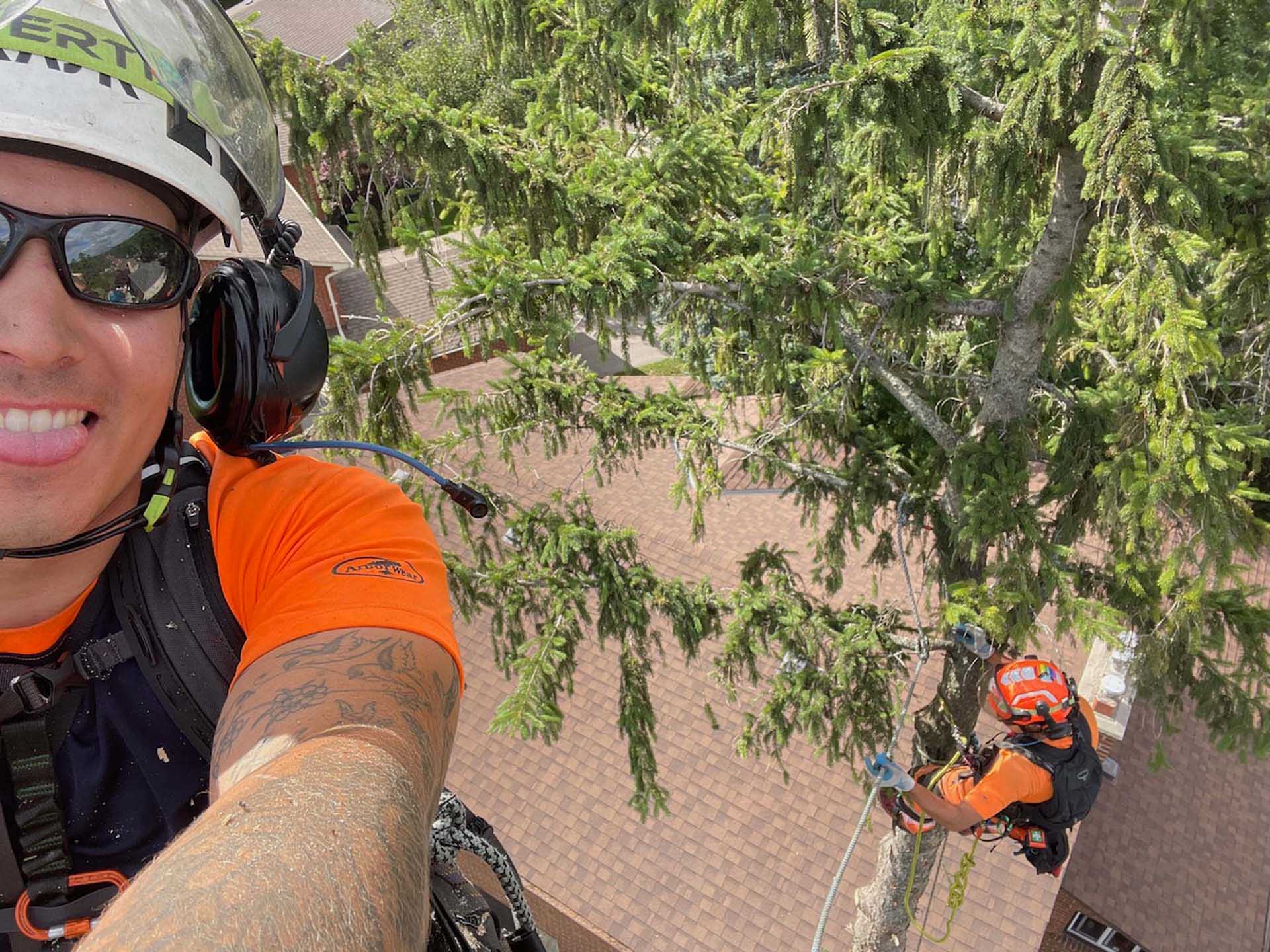 What Is An Arborist? • Vista Tree Management Toronto