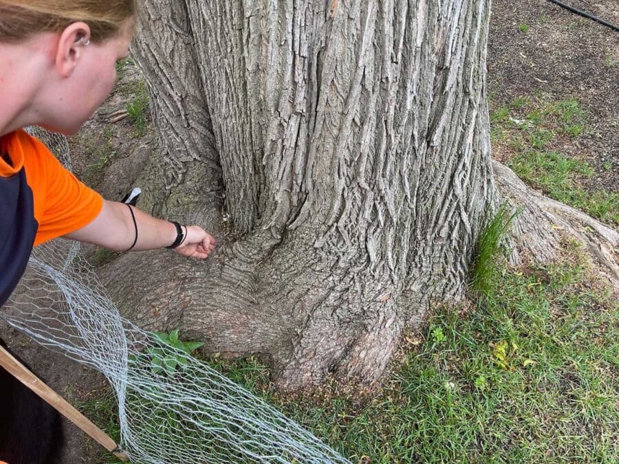Understanding Toronto Tree Permits: Essential Guide 2025