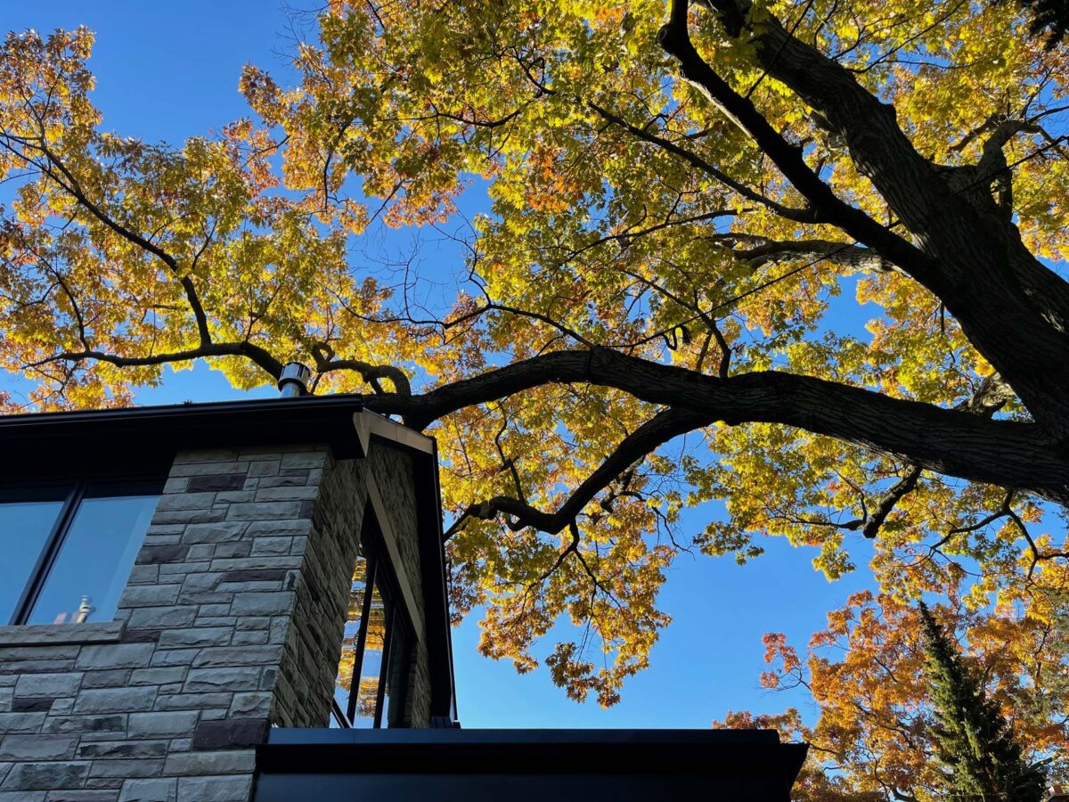 When Do You Need a Tree Inspection Report? Part 2 • Vista Tree