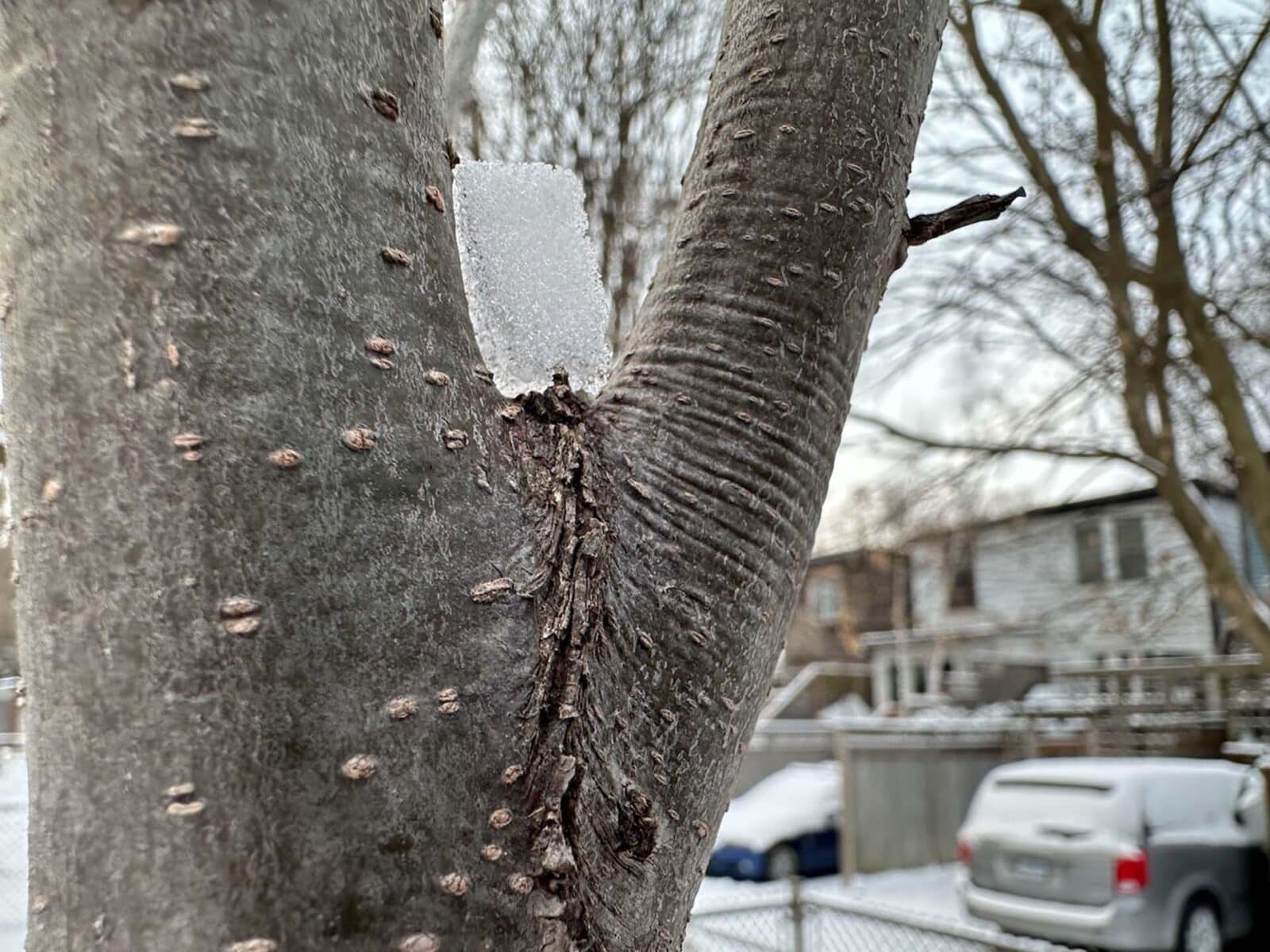 Toronto Tree Services And Hedge Care | Vista Tree