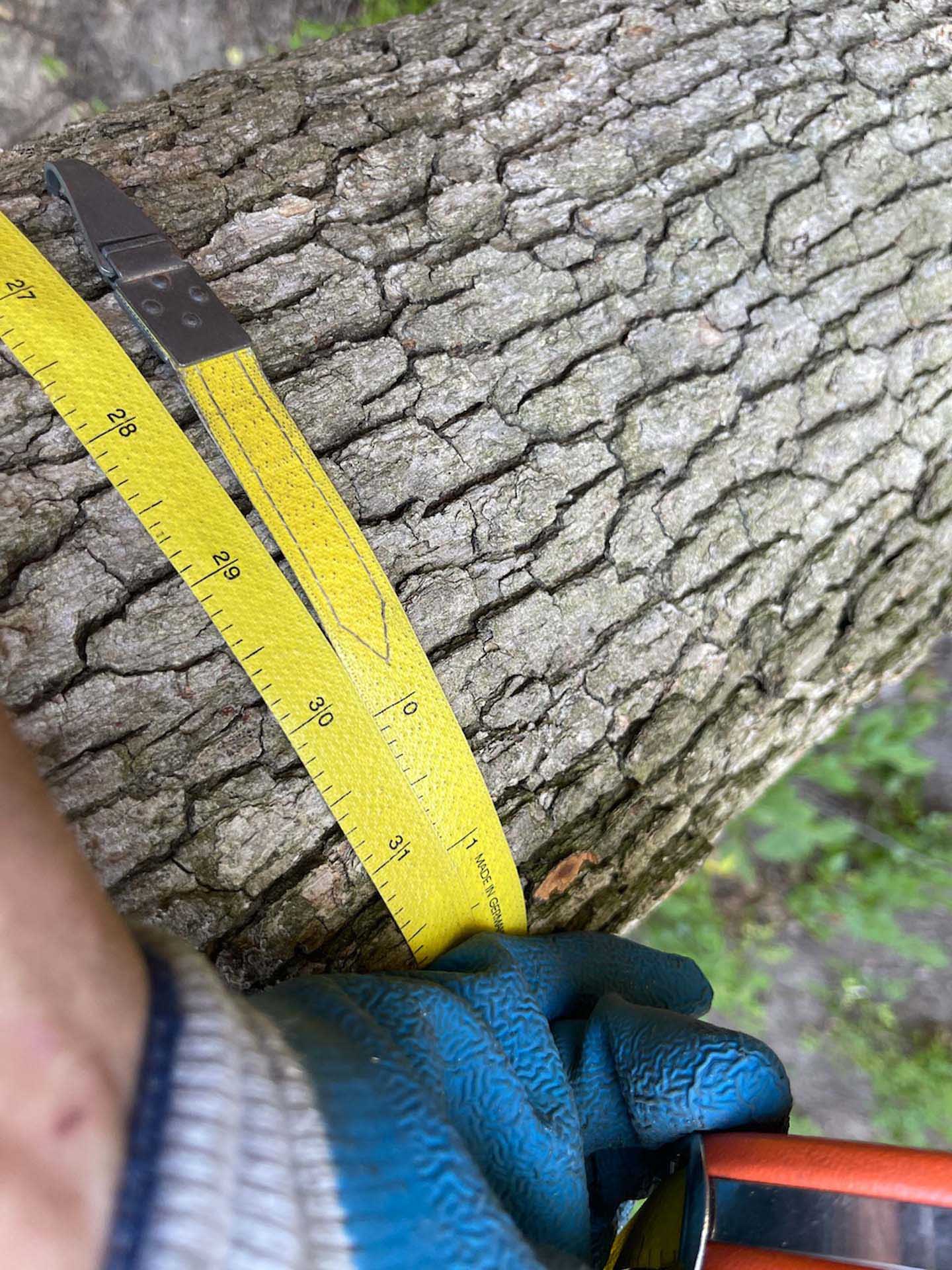 Understanding Toronto Tree Permits: Essential Guide 2025