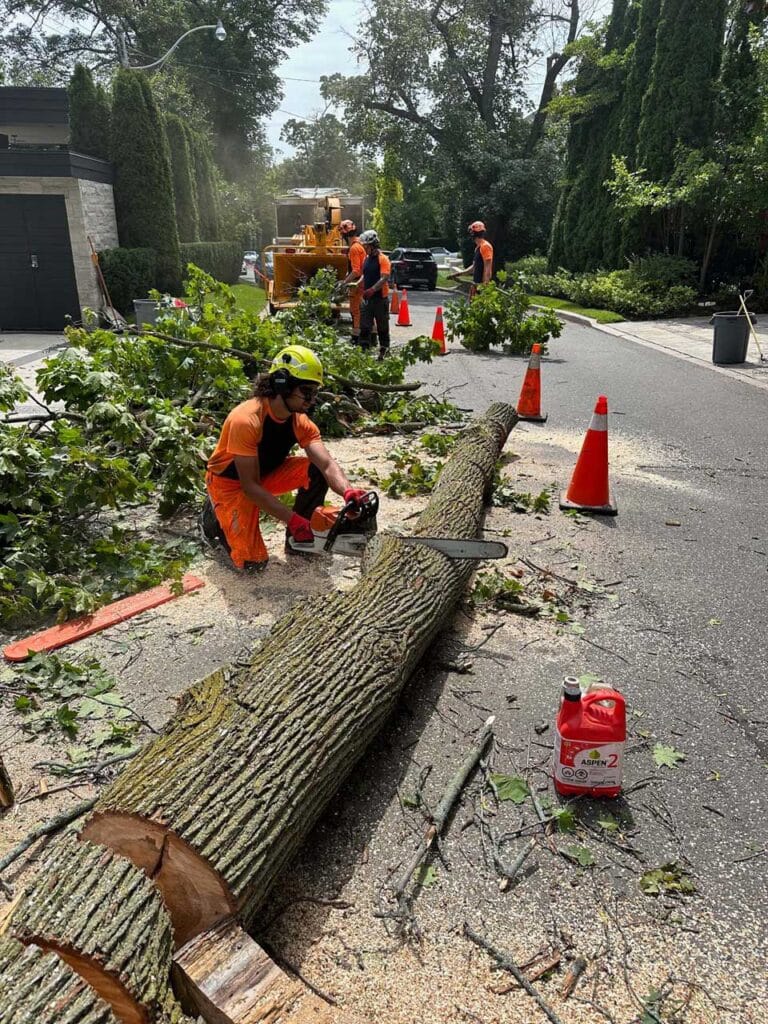 Understanding Toronto Tree Permits: Essential Guide 2025
