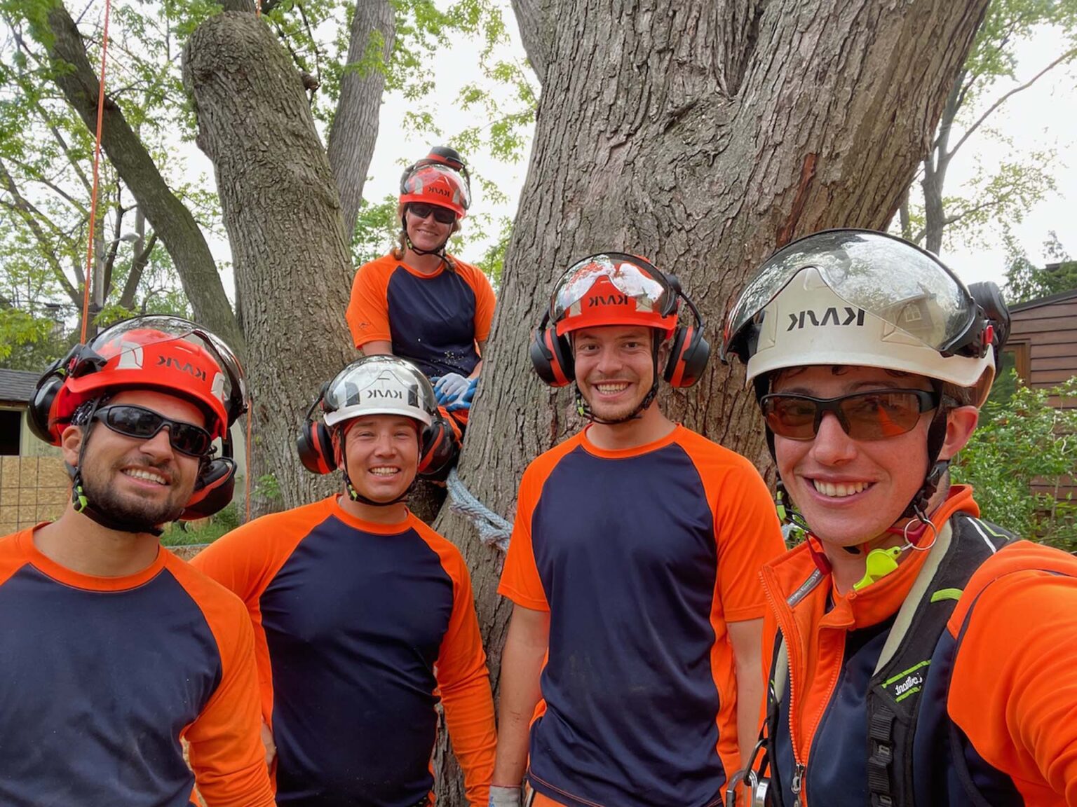 What Is A Tree Doctor? • Vista Tree