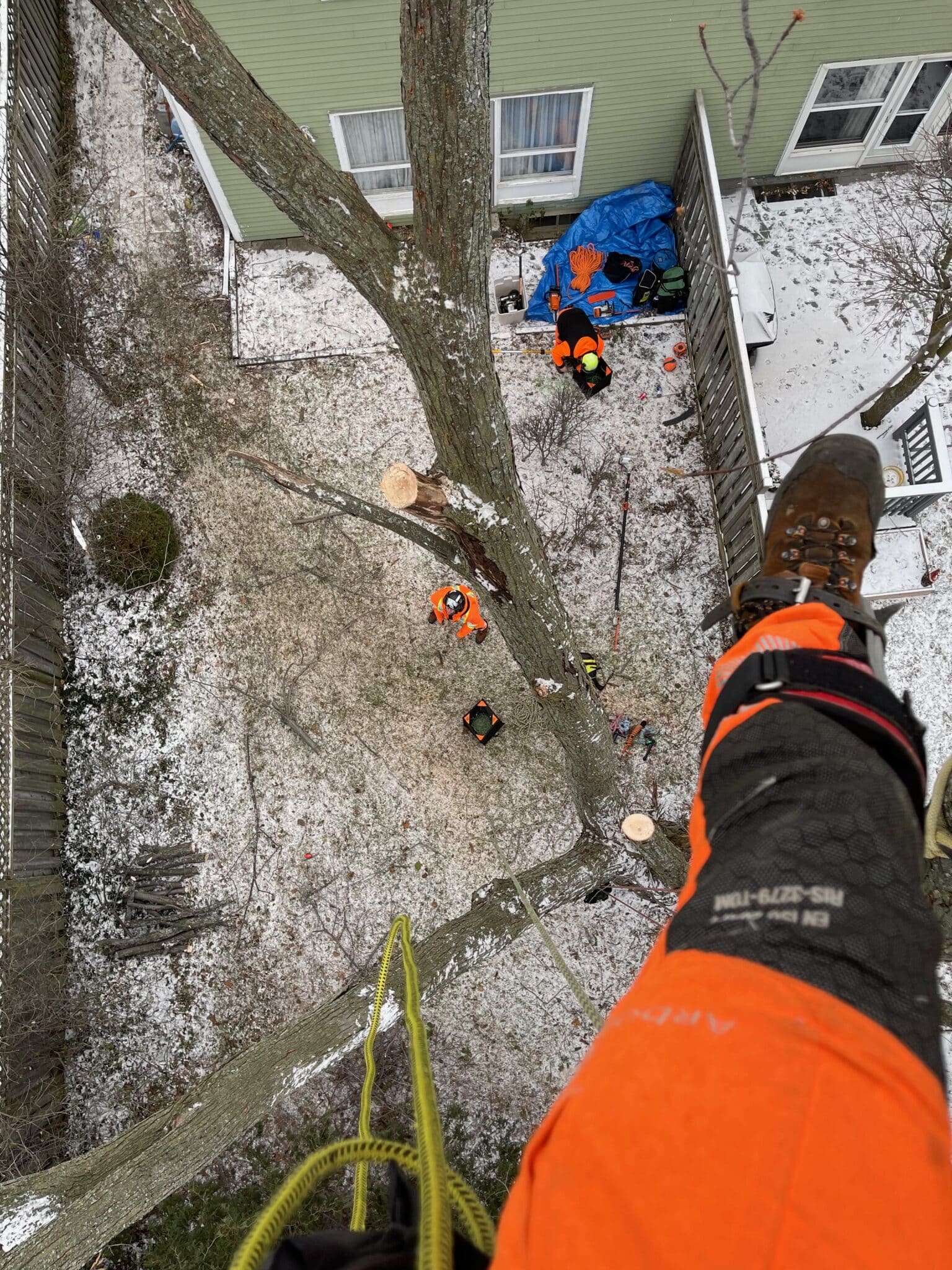 What Is An Arborist? • Vista Tree Management Toronto